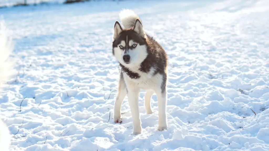 Sibirski haski: Informacije o pasmini i korisni savjeti